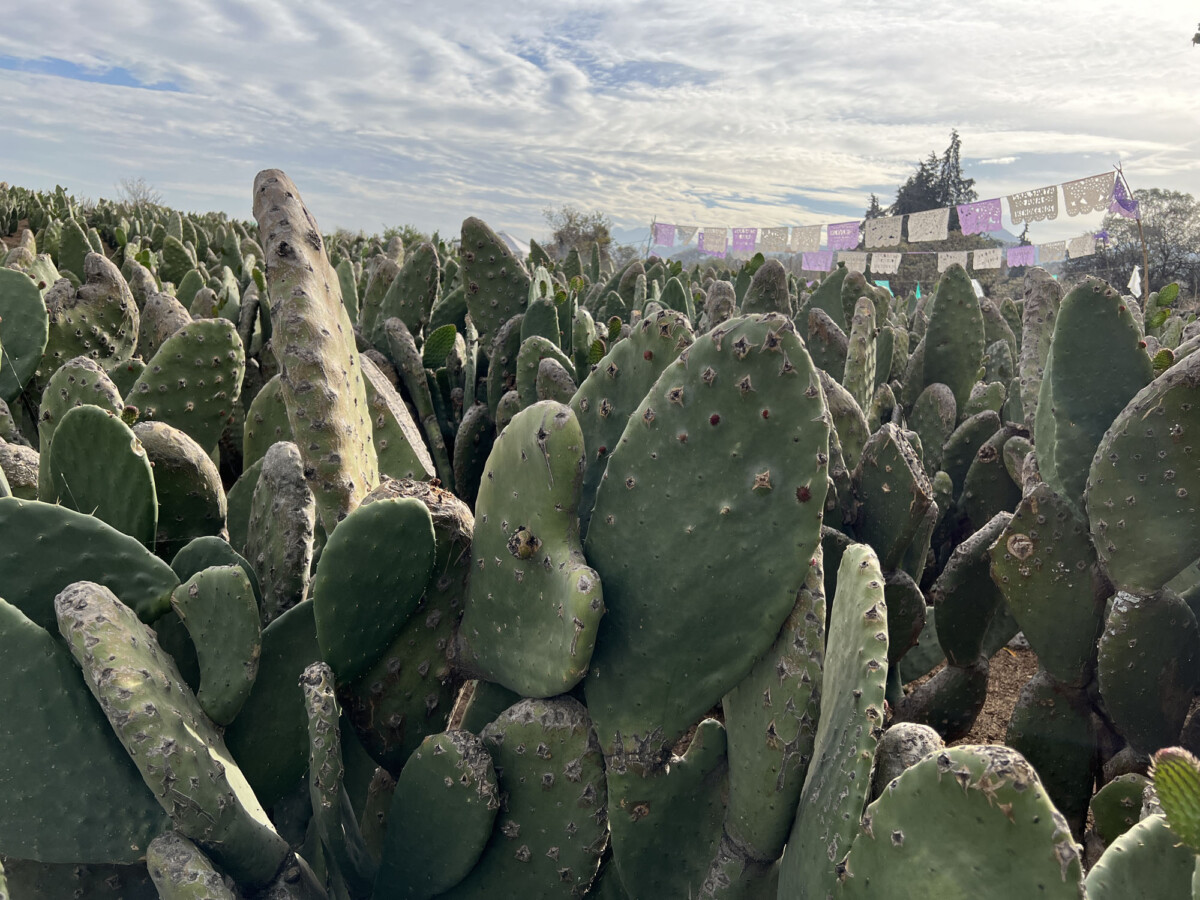 La ruta de la milpa - Revista AmoMéxico